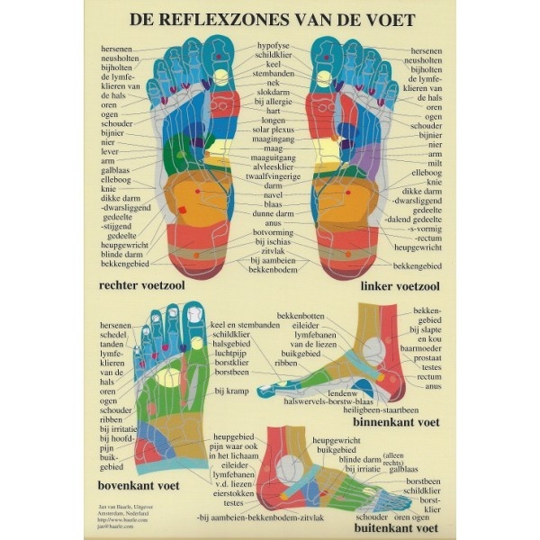Poster Anatomie - Van Drunen
